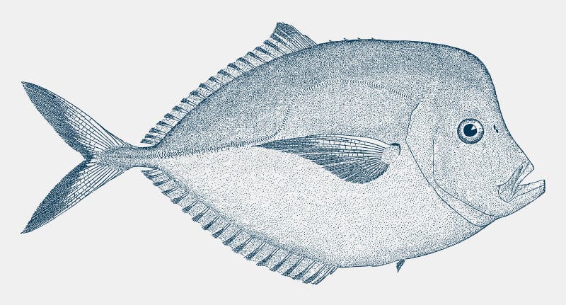 Atlantic Moonfish in Side View Stock Vector - Illustration of fish ...