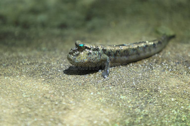 Atlantic mudskipper stock photo. Image of animal, periophthalmus - 28413556