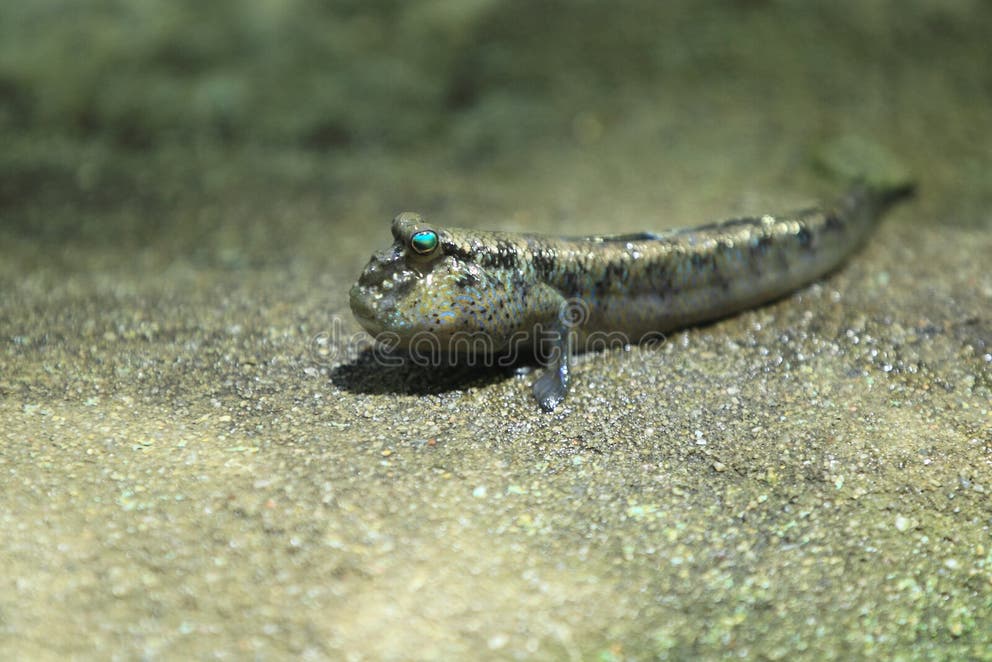 Atlantic mudskipper stock photo. Image of animal, periophthalmus - 28413556