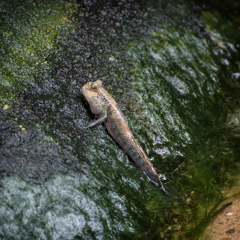 Atlantic Mudskipper, Periophthalmus Barbarus, Fish in the Green Water ...