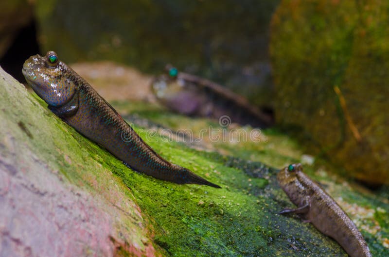 Atlantic Mudskipper (Periophthalmus Barbarus). Animal Theme....IMAGE ...