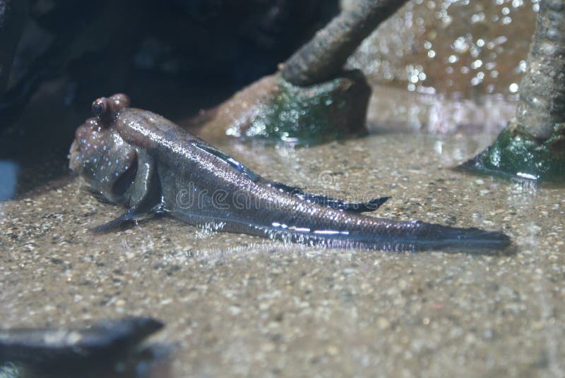 Atlantic mudskipper stock photo. Image of atlantic, amphibian - 23672018