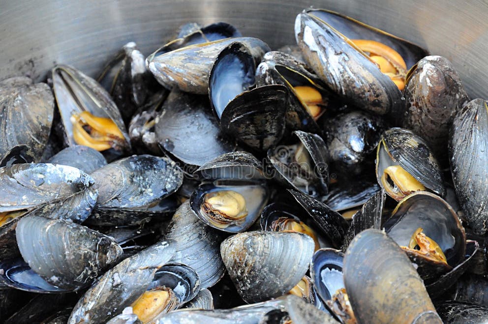 846 Atlantic Mussels Stock Photos - Free & Royalty-Free Stock Photos ...