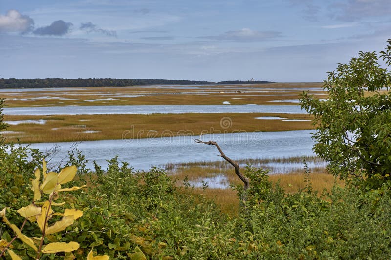 Atlantic Ocean Shore Swamp. Stock Image - Image of ocean, seaside: 72269497