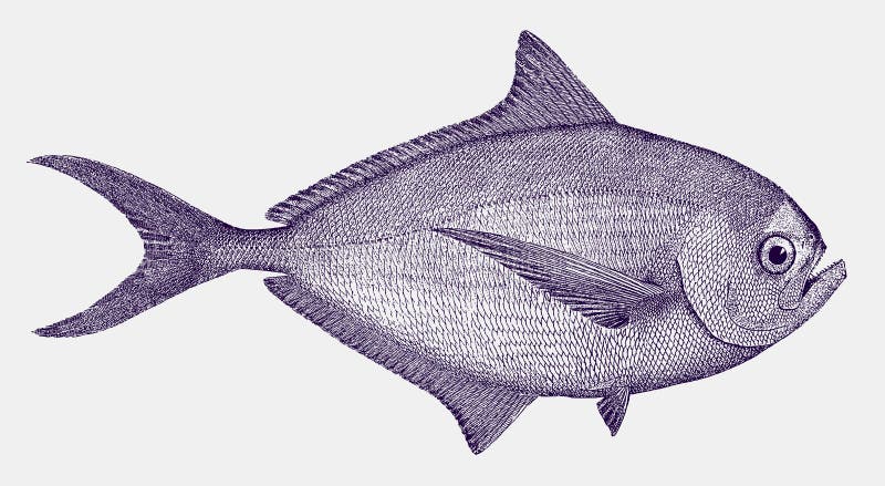 Channa Striata Drawing