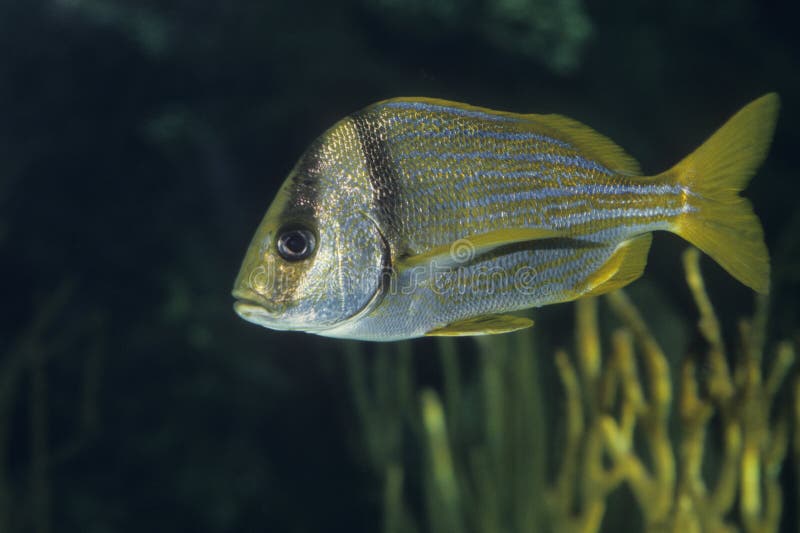 Atlantic Porkfish Tropical Fish Stock Image - Image of aquarium, hobby ...
