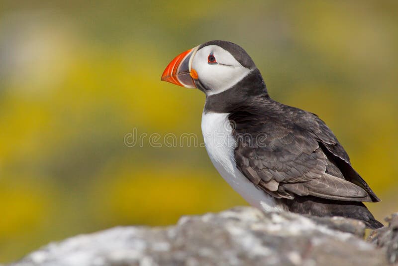 Atlantic puffin stock photo. Image of bird, shore, razor - 25781246