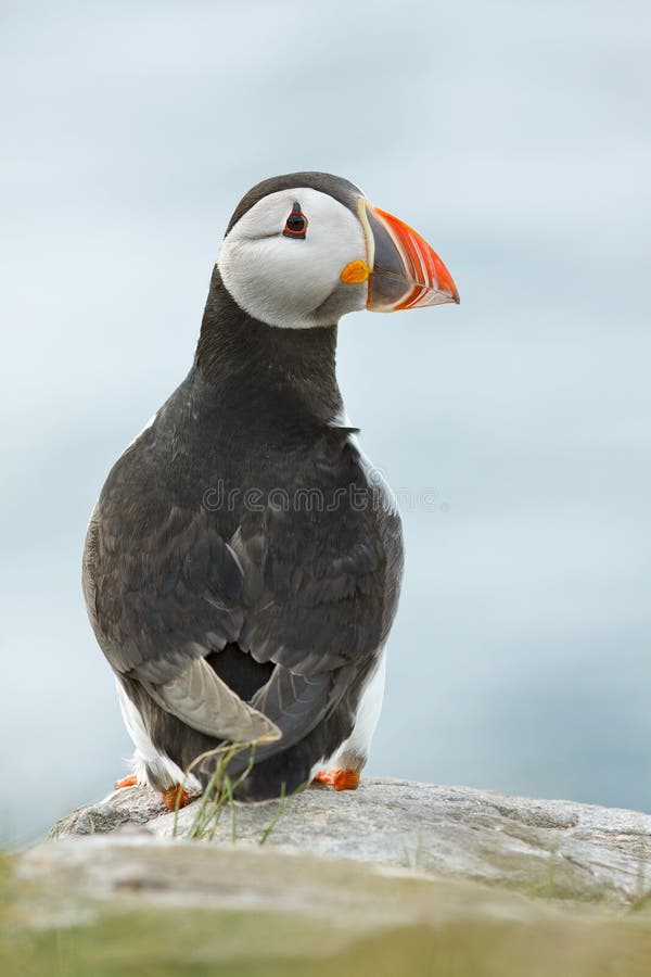 Atlantic puffin stock photo. Image of bird, shore, razor - 25781246