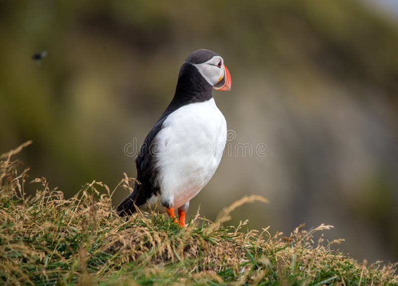 The Atlantic Puffin, Also Known As the Common Puffin. Stock Photo ...