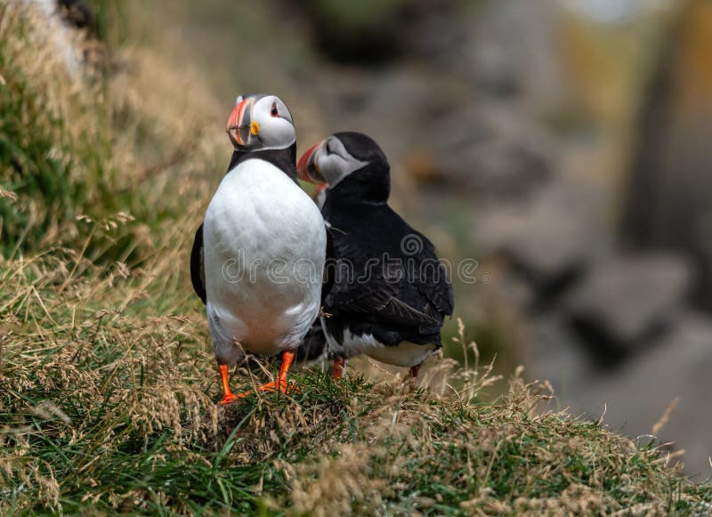 The Atlantic Puffin, Also Known As the Common Puffin. Stock Image ...