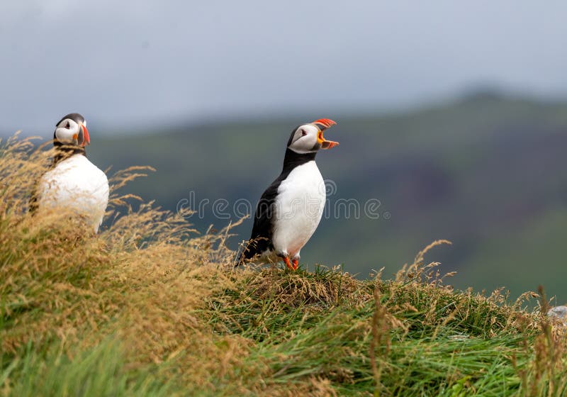 The Atlantic Puffin, Also Known As the Common Puffin Stock Photo ...
