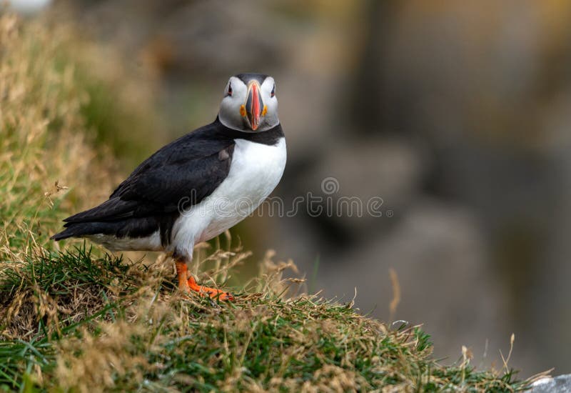 The Atlantic puffin stock photo. Image of icelandic - 194709484
