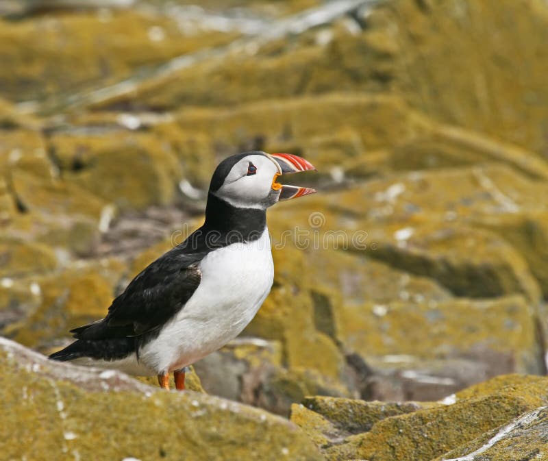 Atlantic Puffin bill open stock image. Image of sand - 11734655