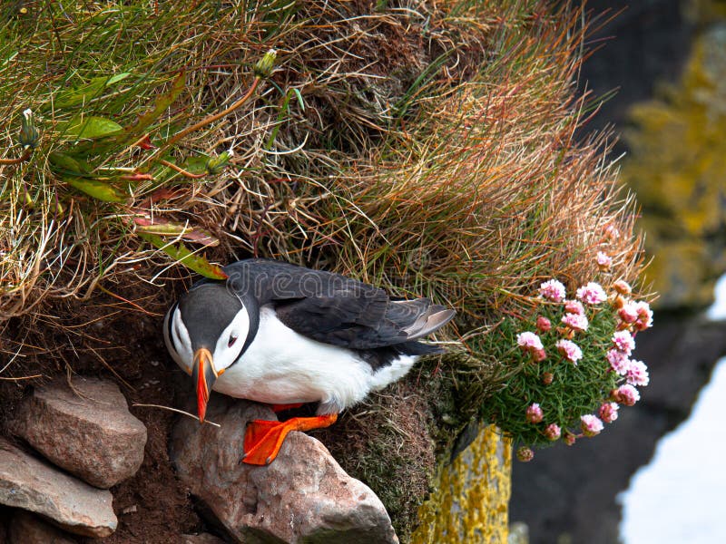 Puffin on a cliff top stock photo. Image of colorful - 10635788