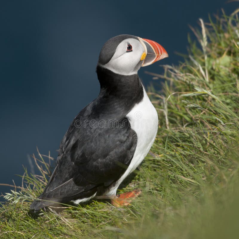 Atlantic Puffin or Common Puffin Stock Photo - Image of colony, species ...