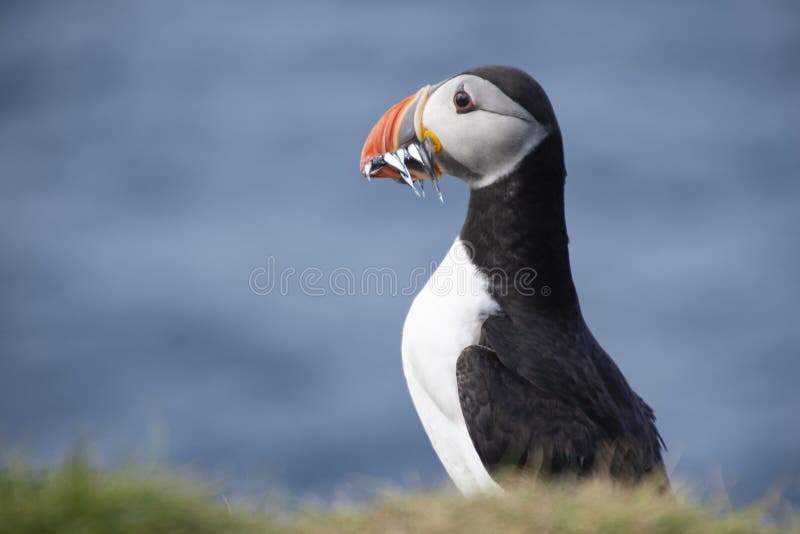 Puffin Eating Fish stock image. Image of islands, northumberland - 25215969