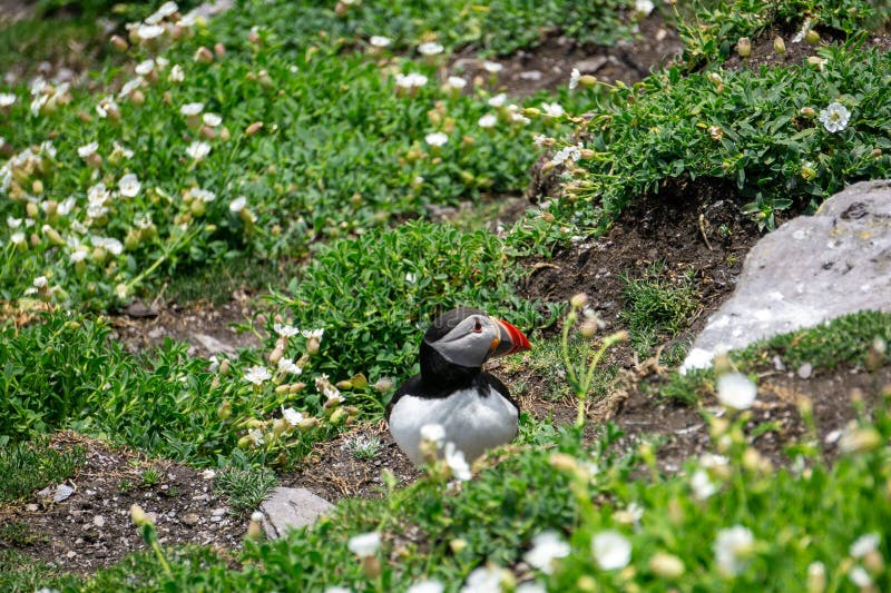 Atlantic Puffin the First of the Season on Skellig Michael County Kerry ...