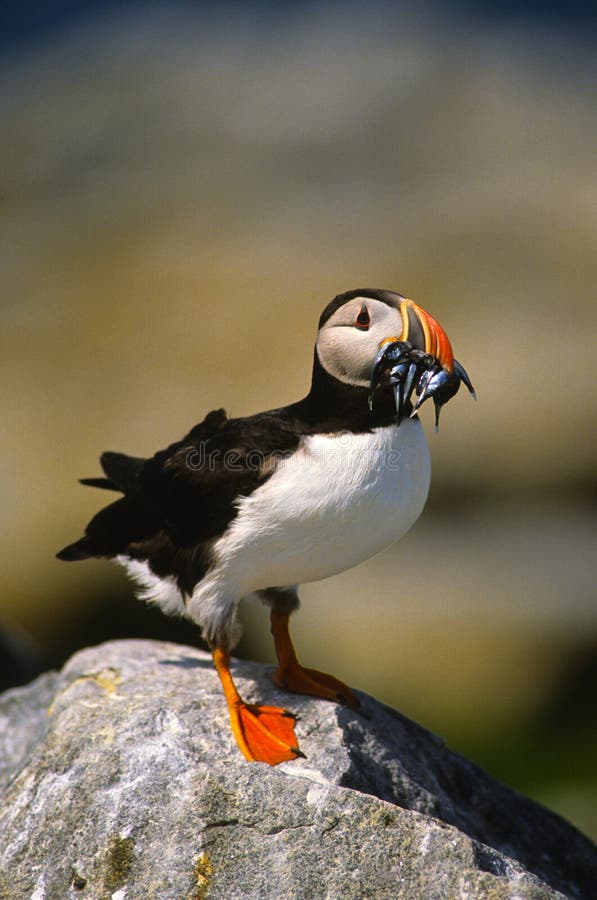 Atlantic Puffin with Fish stock image. Image of wild - 13129311
