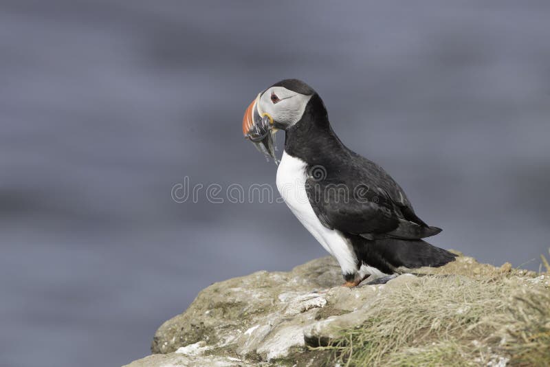 Atlantic Puffin with Fish for Chick Stock Photo - Image of atlantic ...