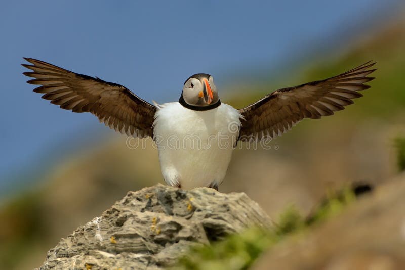 Puffin flapping wings stock photo. Image of grass, funny - 52333584