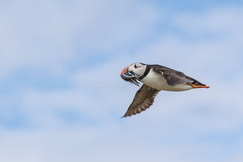 Atlantic Puffin - Fratercula Arctica, Yorkshire, England Stock Image ...