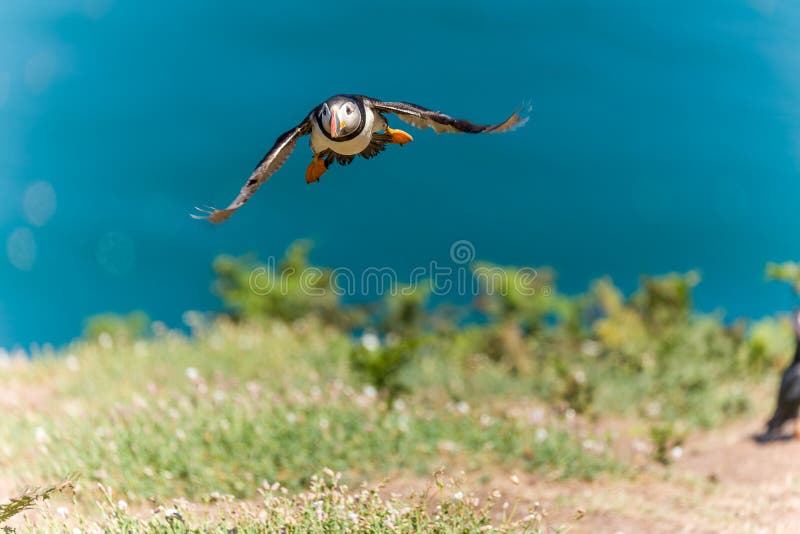 Atlantic Puffin in Flight Near Tall Sea Cliffs Stock Photo - Image of ...