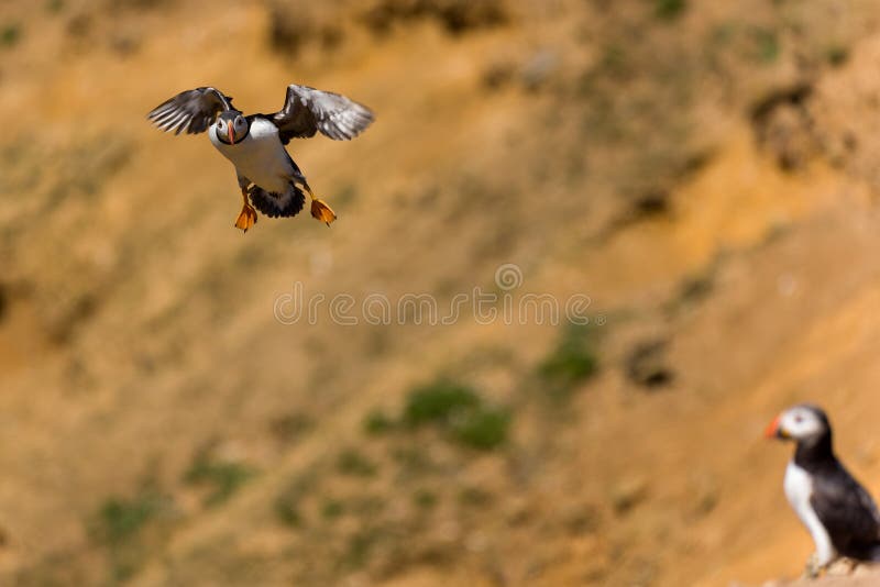 Atlantic Puffin in Flight Near Tall Sea Cliffs Stock Image - Image of ...