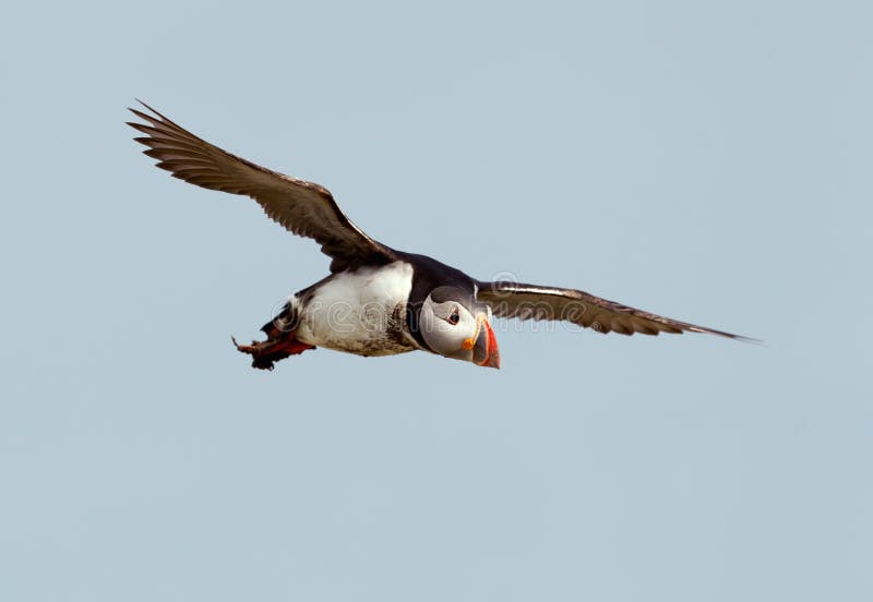 Atlantic puffin in flight stock image. Image of north - 129359249
