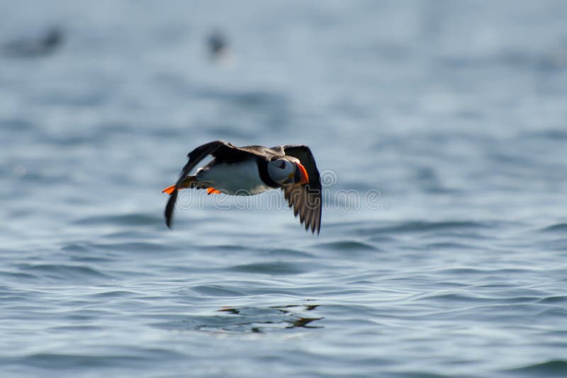 Atlantic Puffin flying stock photo. Image of fratercula - 20642608