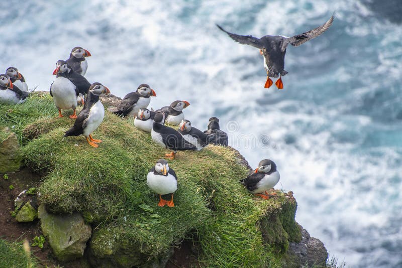 Atlantic puffin flying stock photo. Image of summer - 165930770