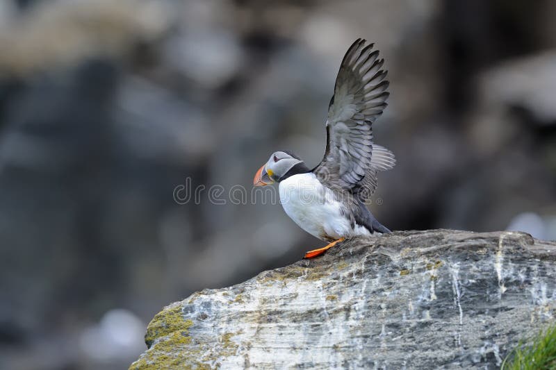 Atlantic Puffin, Fratercula Arctica Stock Image - Image of orange ...