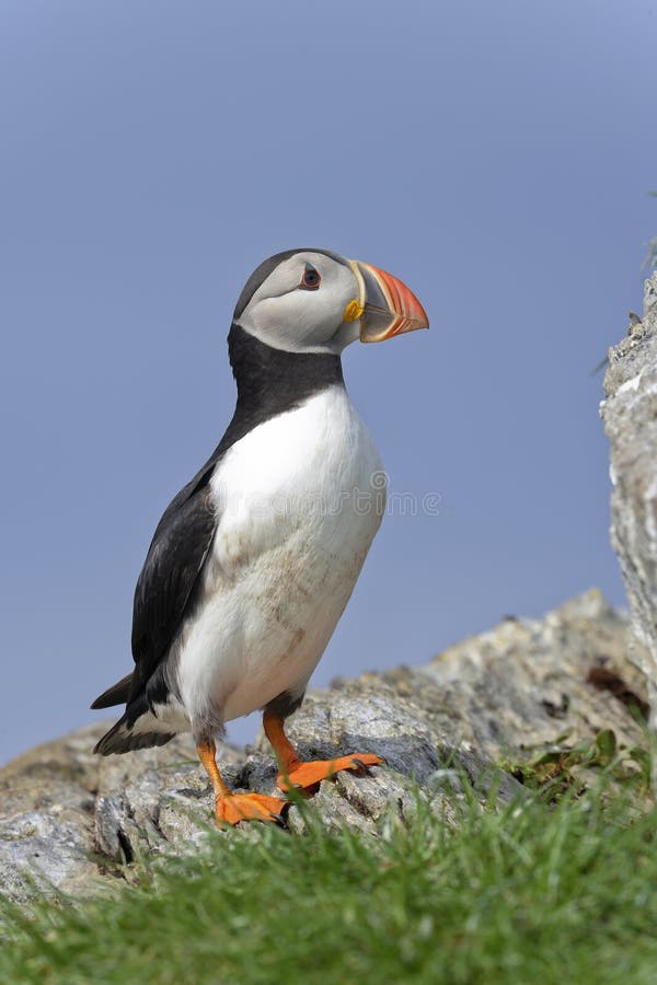 Atlantic Puffin (Fratercula Arctica) Stock Image - Image of feet ...