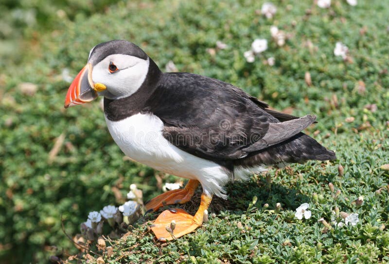 Atlantic Puffin (Fratercula Arctica) Stock Photo - Image of bird, cliff ...