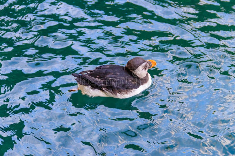 Atlantic Puffin (Fratercula Arctica), Also Known As Common Puffin Stock ...