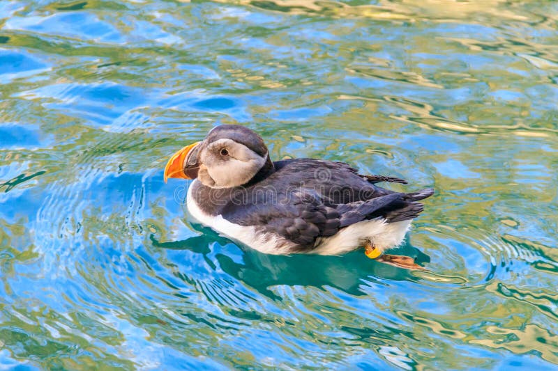 Atlantic Puffin (Fratercula Arctica), Also Known As Common Puffin Stock ...