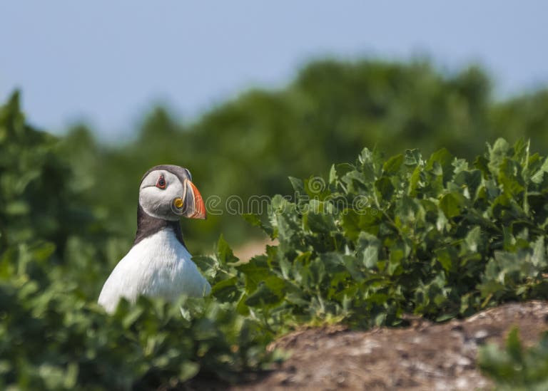Atlantic Puffin Fratercula Arctica Stock Image - Image of birds ...