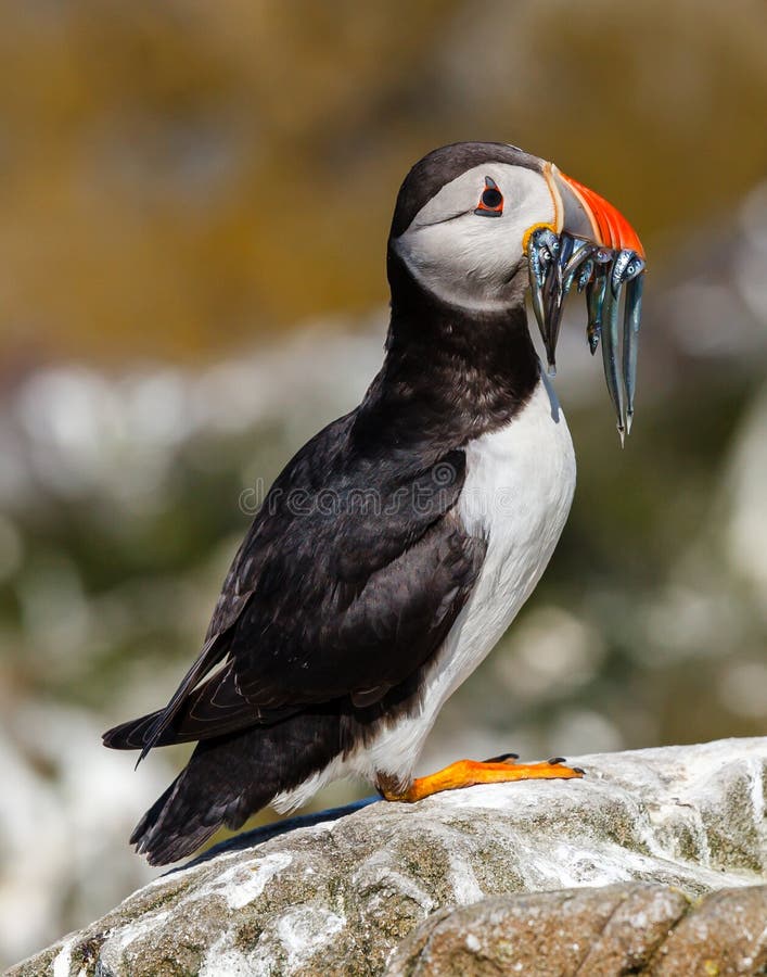 Atlantic Puffin stock image. Image of life, fish, wildlife - 34529075