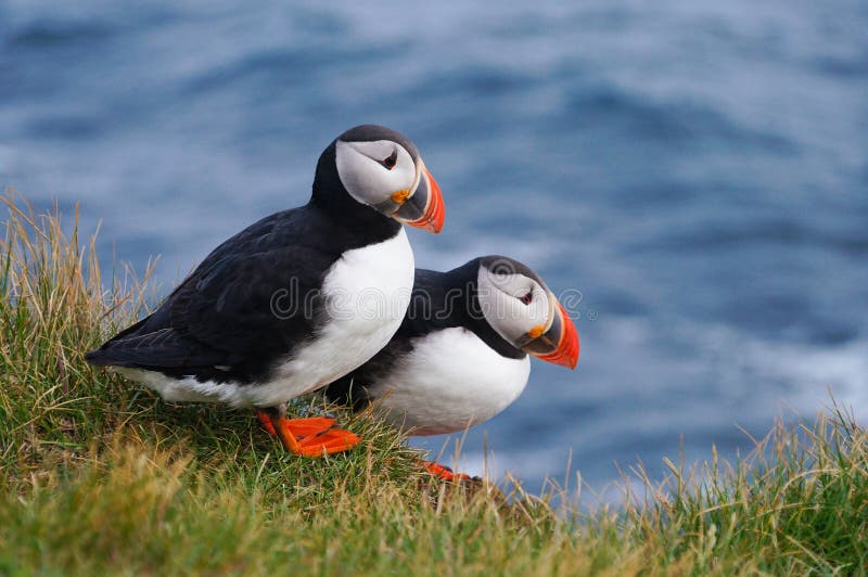 Atlantic Puffin in Latrabjarg Cliffs, Iceland. Stock Image - Image of ... Atlantic Puffin in Latrabjarg Cliffs, Iceland. Stock Image - Image of ...