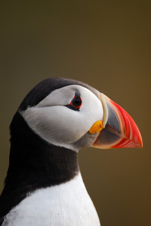 Least Weasel (Mustela Nivalis) Stock Image - Image of gloomily ...