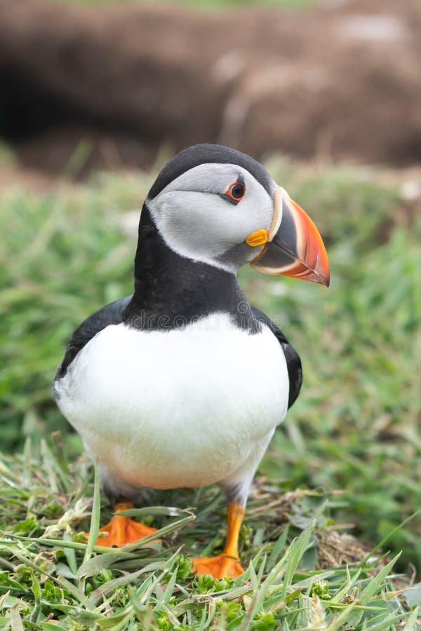 Atlantic Puffin stock photo. Image of turned, puffin - 221403484