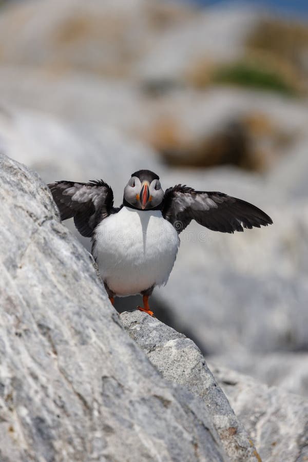Atlantic Puffin on an Island Off the Coast of Maine Stock Image - Image ...