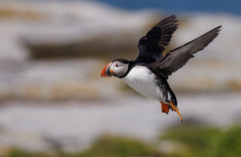 Atlantic Puffin on an Island Off the Coast of Maine Stock Image - Image ...