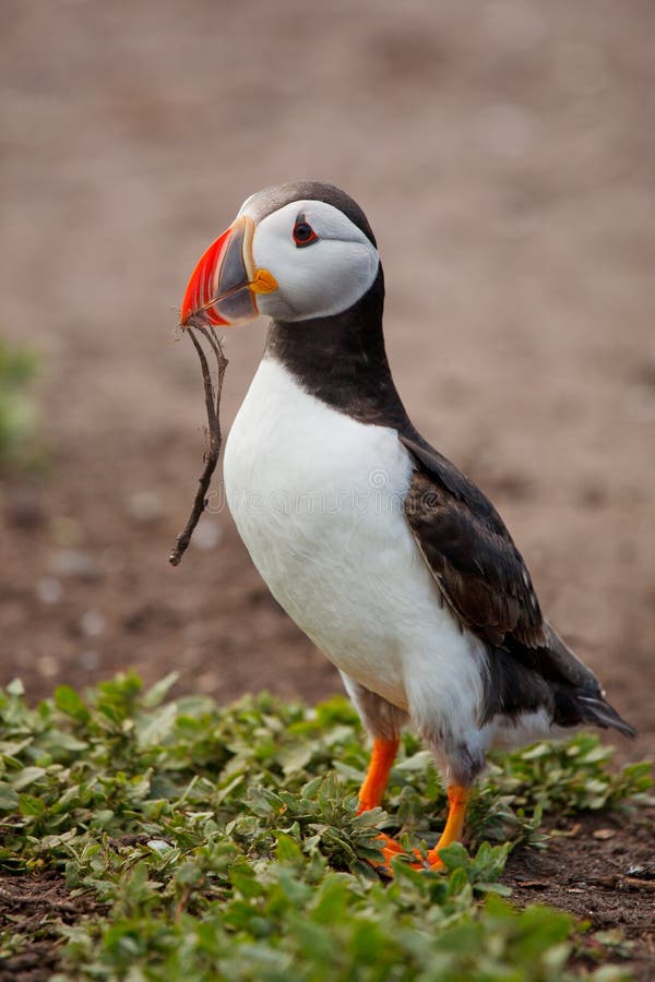 Atlantic puffin stock photo. Image of bird, shore, razor - 25781246