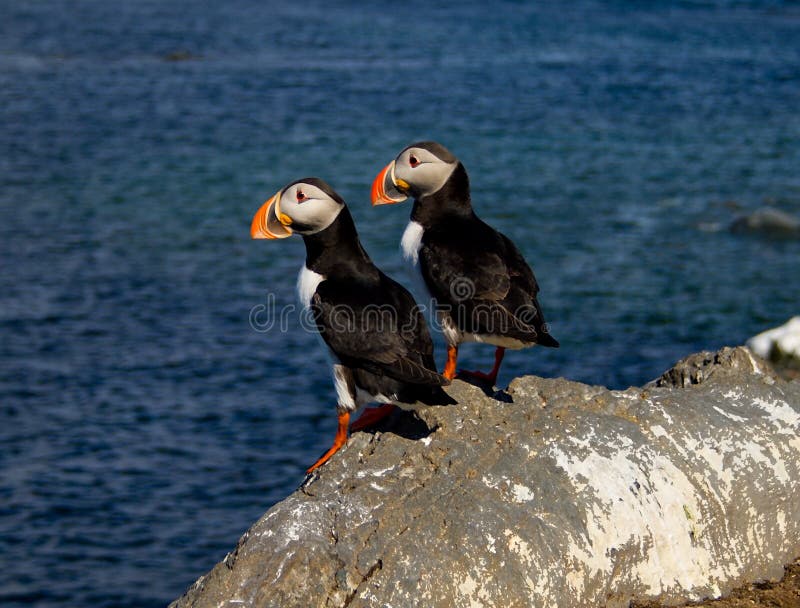 Atlantic Puffin. Norway stock photo. Image of white, puffins - 40914078