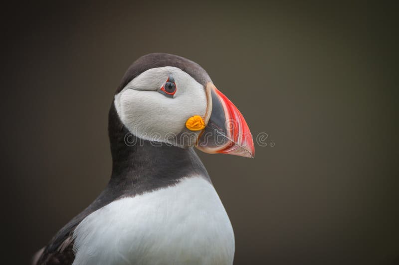 Atlantic Puffin Portrait. stock image. Image of common - 29500437