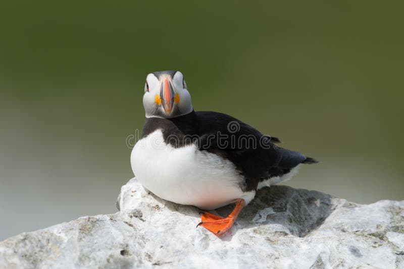 Atlantic Puffin on Rock with Fish in Beak Runde Island Norway Stock ...
