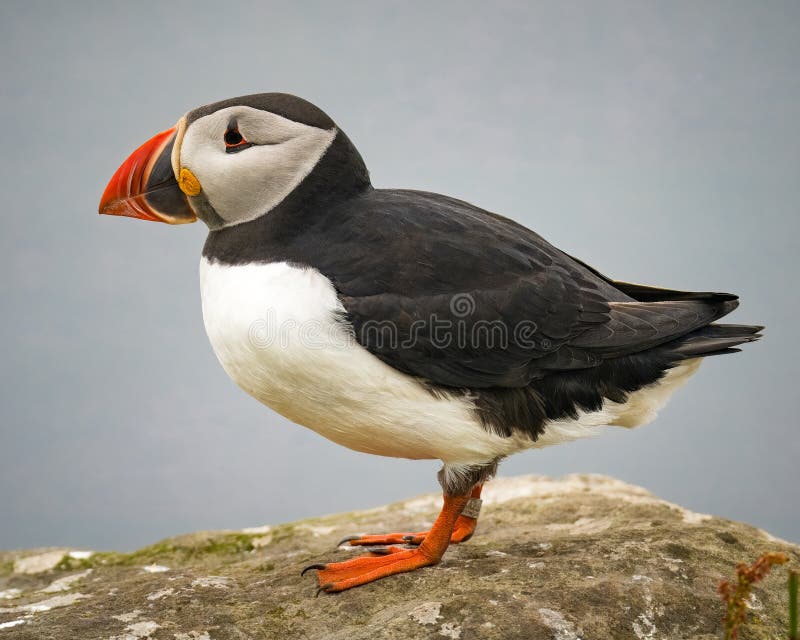Atlantic Puffin Side Profile Stock Photo - Image of ocean, lunga: 320768314