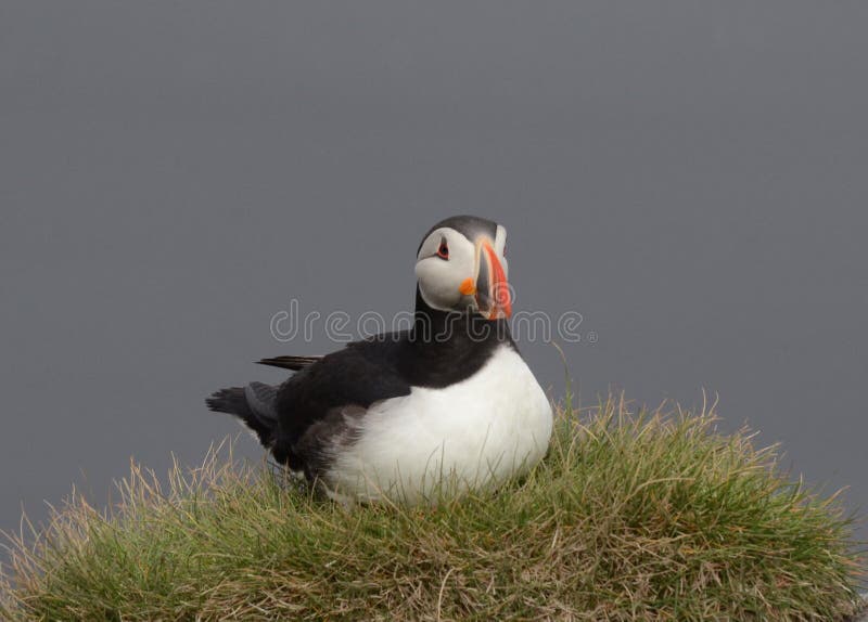 Atlantic Puffin Sitting Down Looking Front Stock Photo - Image of ...