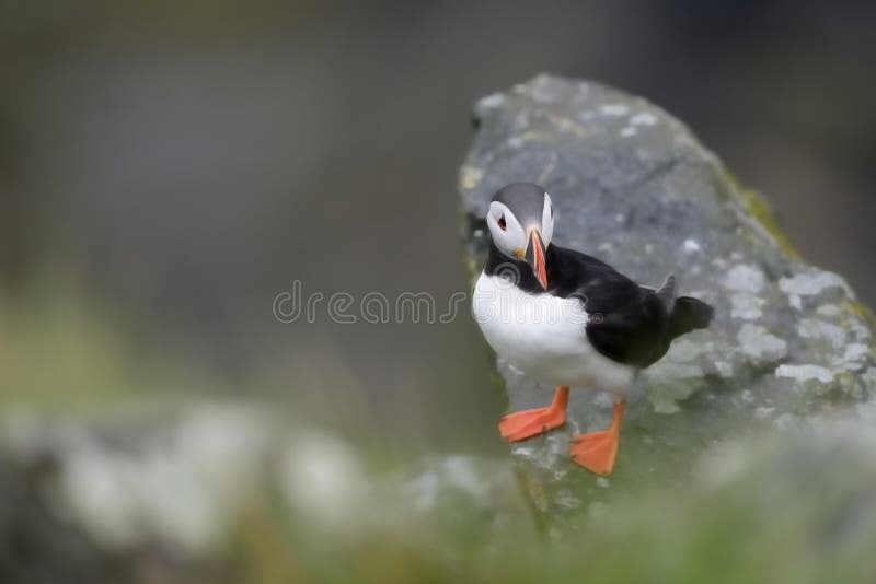 Atlantic Puffin stock photo. Image of europe, european - 45603248