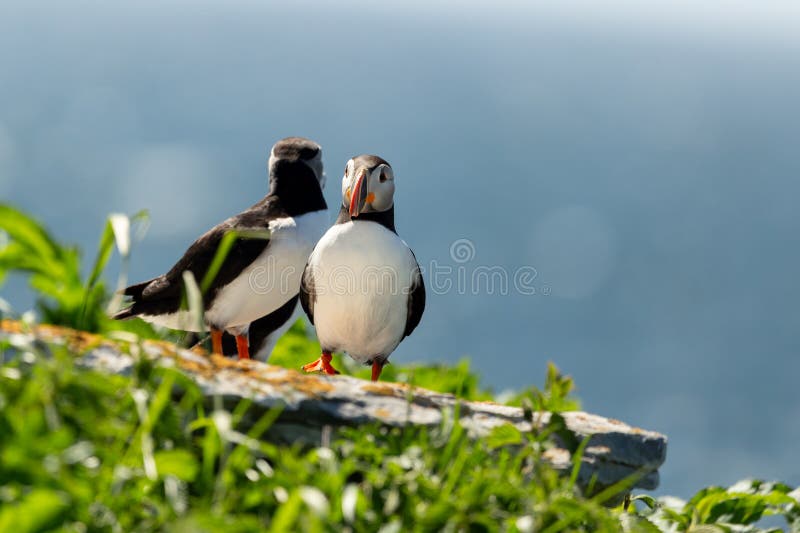 Atlantic Puffin Standing on Cliff Ledge with Back View of Its Partner ...